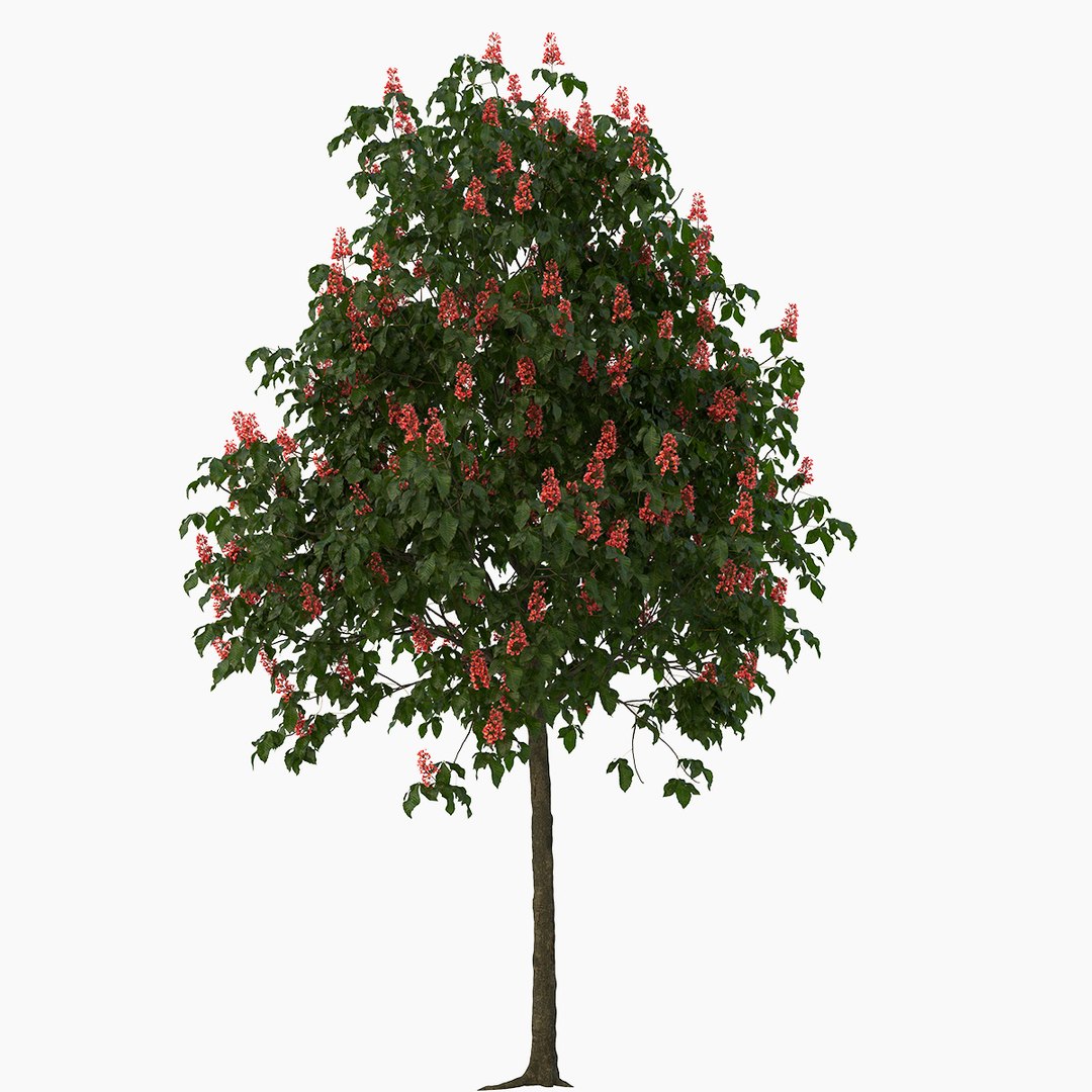 3D Flowering Tree - TurboSquid 1572830