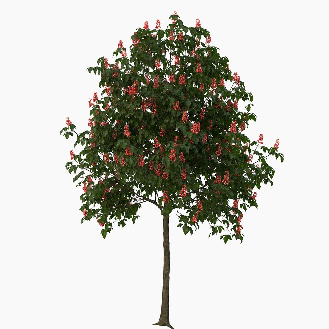 3D Flowering Tree - TurboSquid 1572830