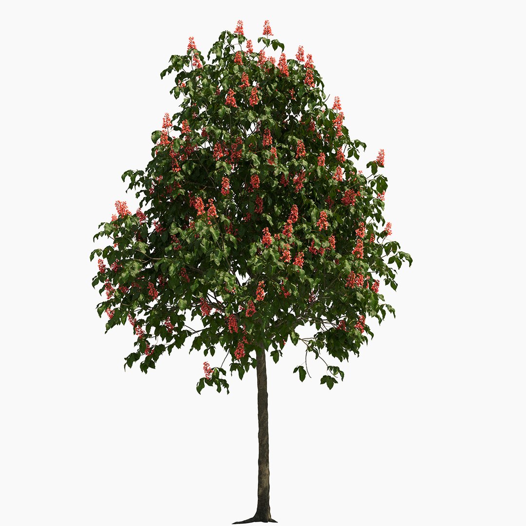 3D Flowering Tree - TurboSquid 1572830