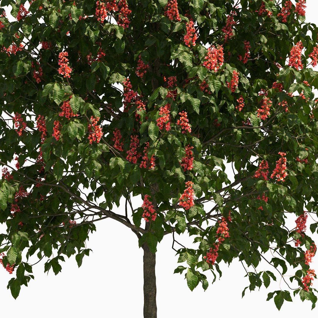 3D Flowering Tree - TurboSquid 1572830