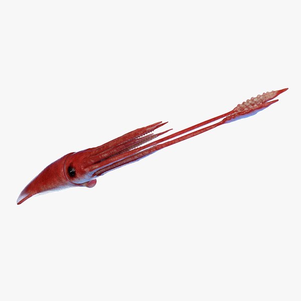 3D Squid Models | TurboSquid