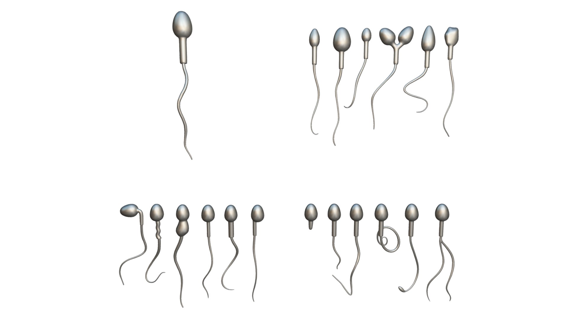 Sperm Morphology Normal and Abnormal 3D - TurboSquid 2132931