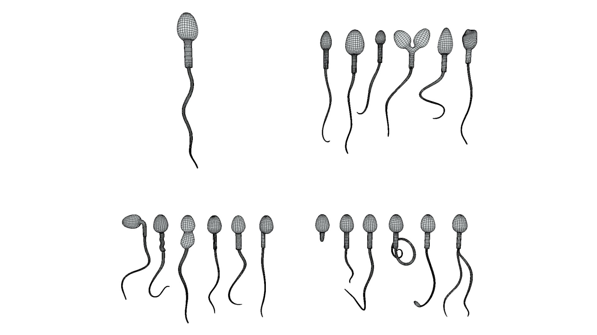 Sperm Morphology Normal and Abnormal 3D - TurboSquid 2132931