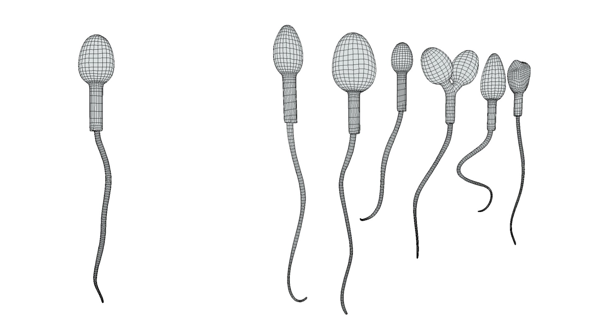 Sperm Morphology Normal and Abnormal 3D - TurboSquid 2132931