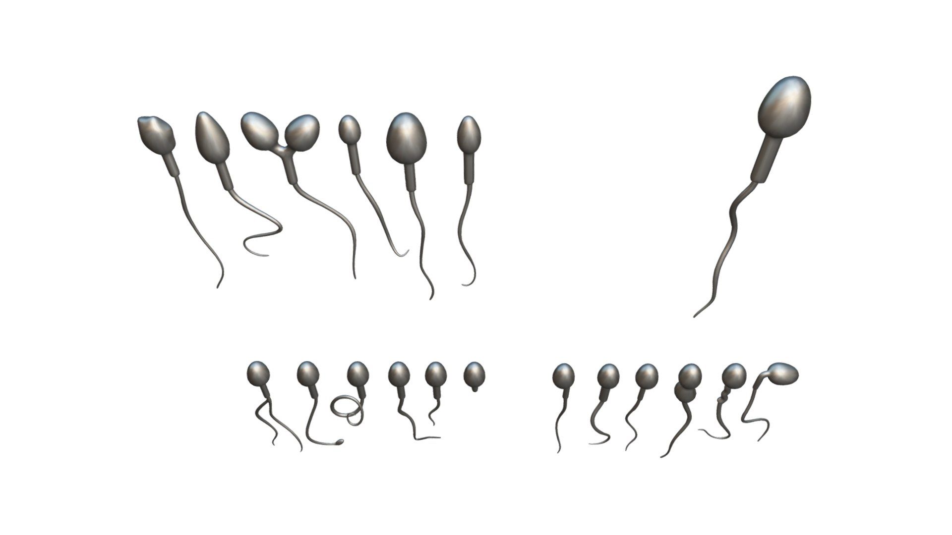 Sperm Morphology Normal and Abnormal 3D - TurboSquid 2132931