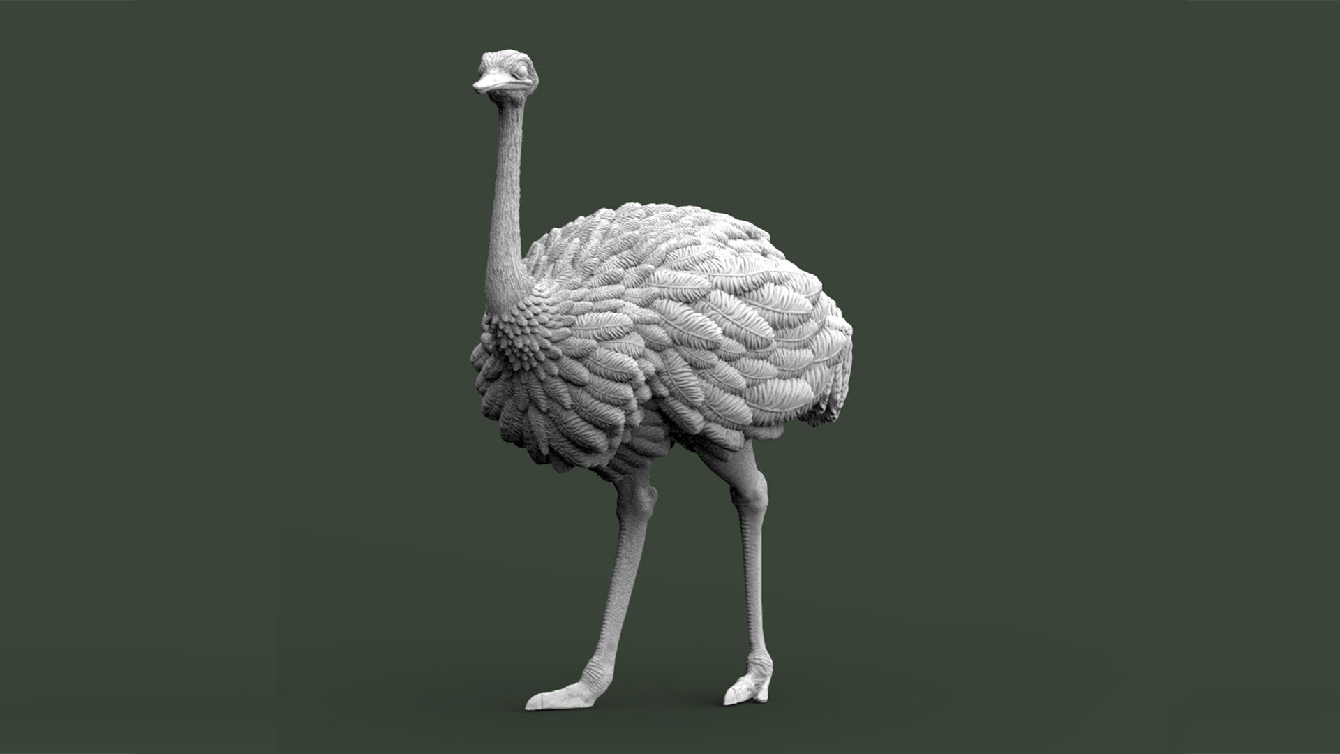 3D OSTRICH Model - TurboSquid 2130936