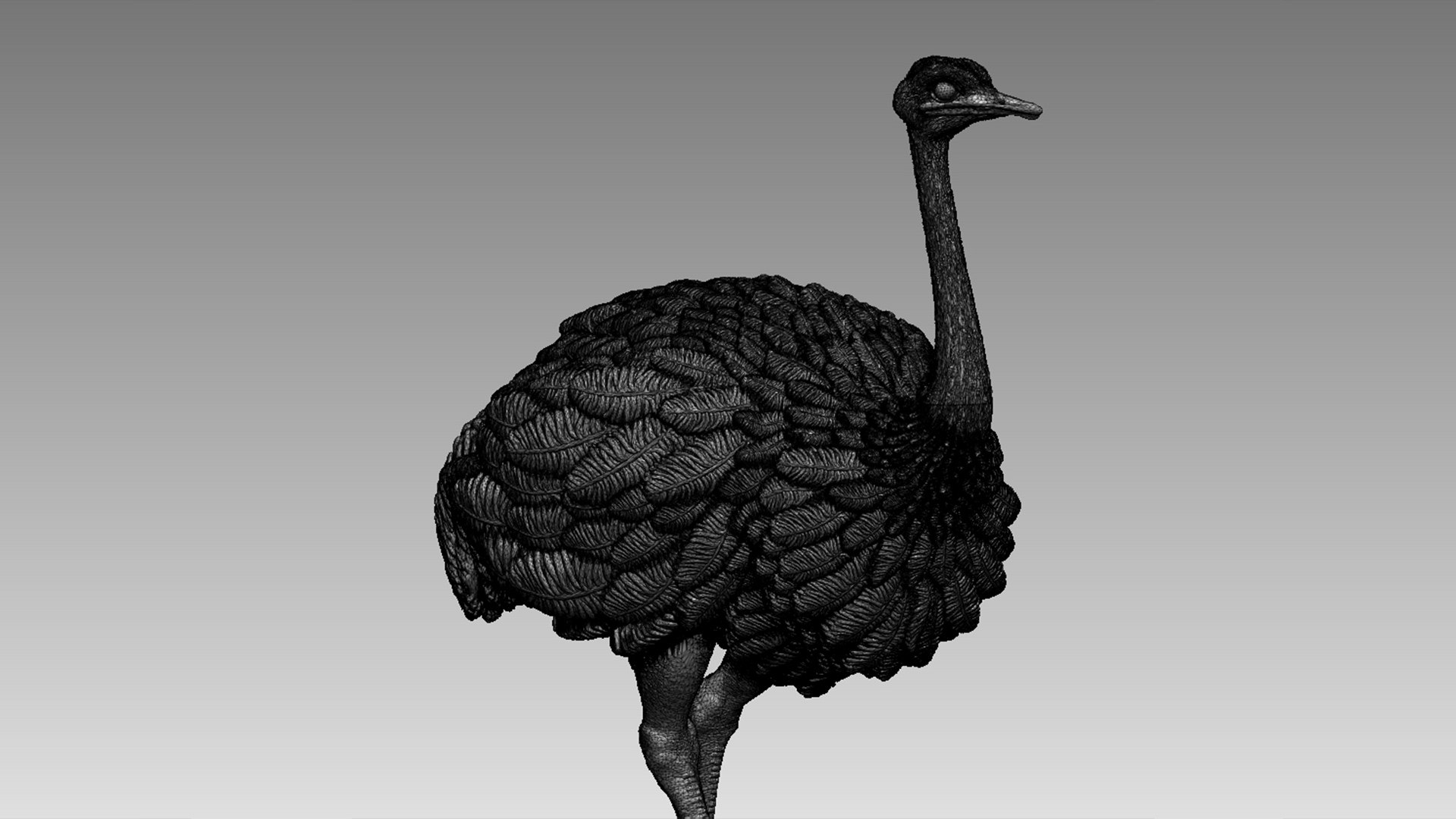 3D OSTRICH Model - TurboSquid 2130936