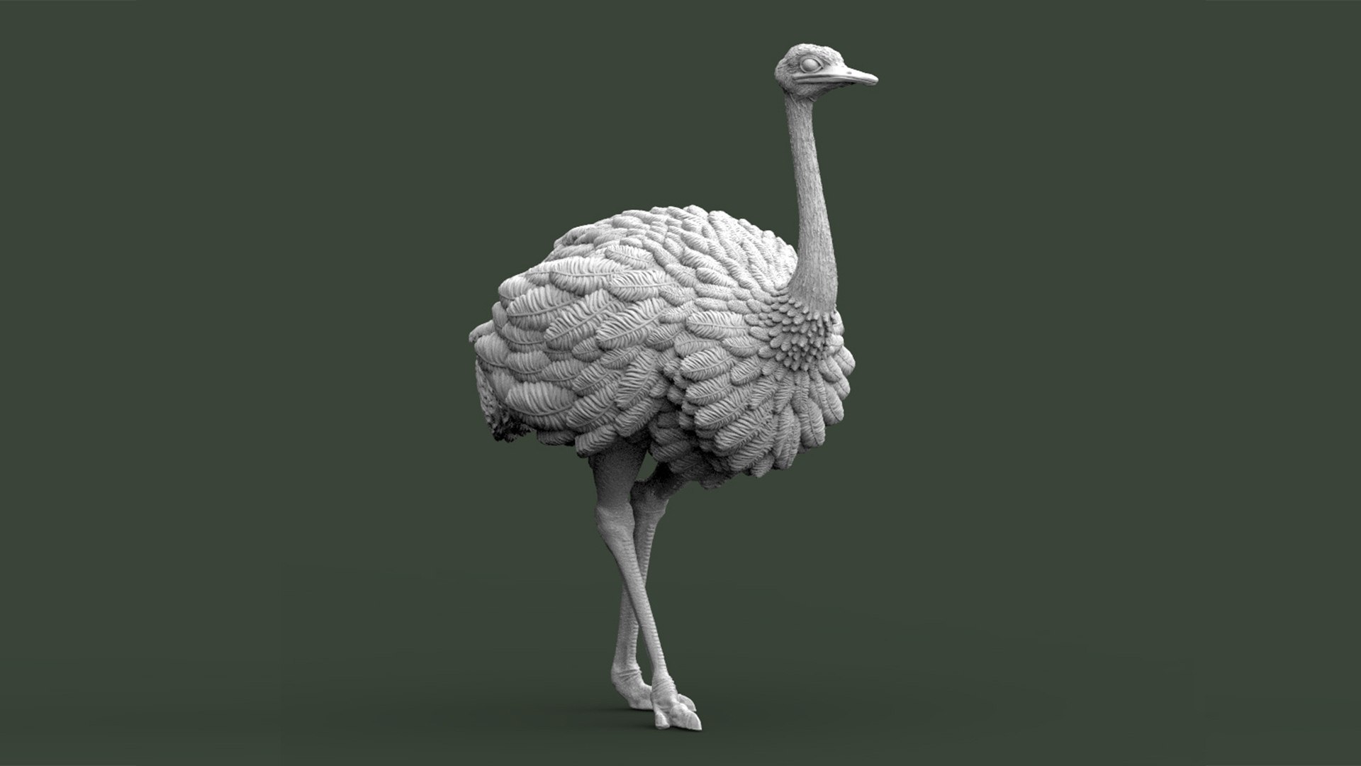 3D OSTRICH Model - TurboSquid 2130936