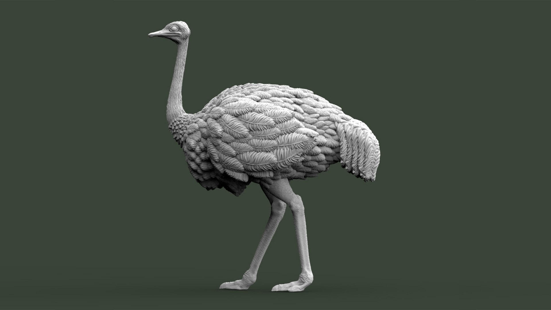 3D OSTRICH Model - TurboSquid 2130936