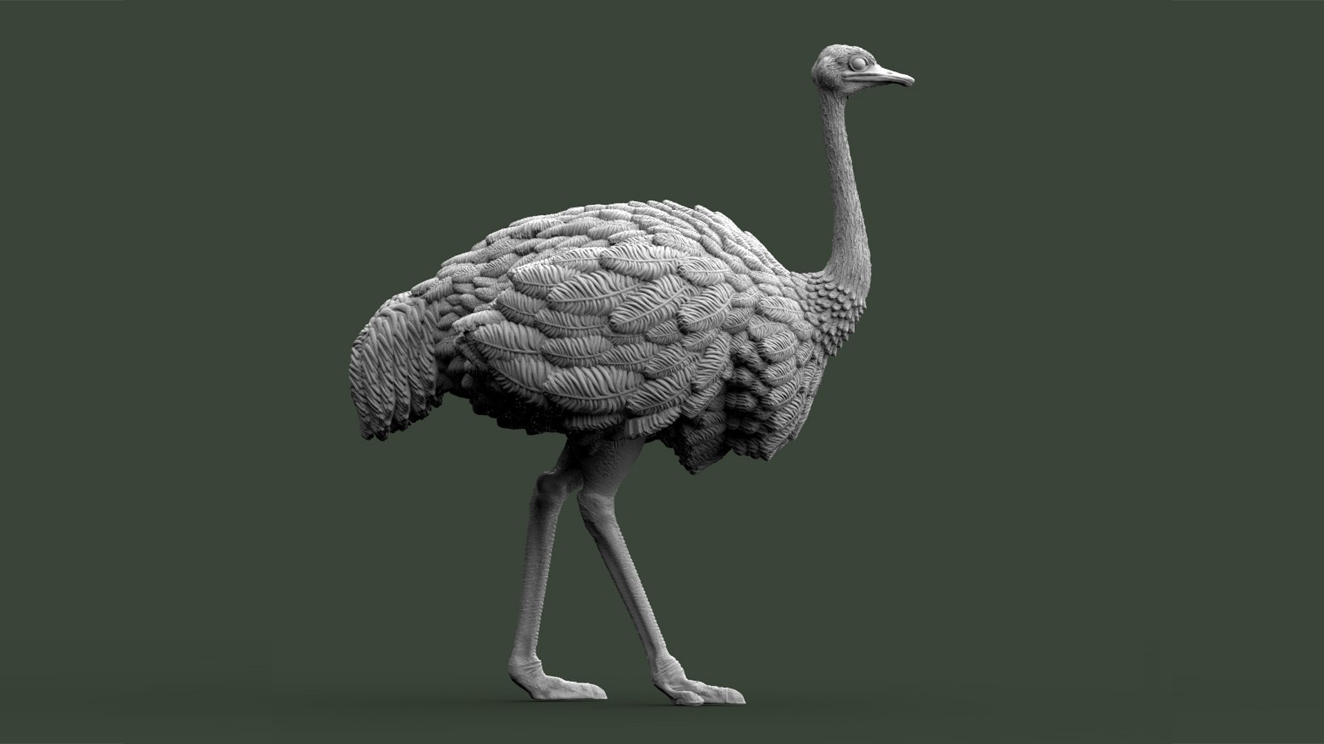 3D OSTRICH Model - TurboSquid 2130936