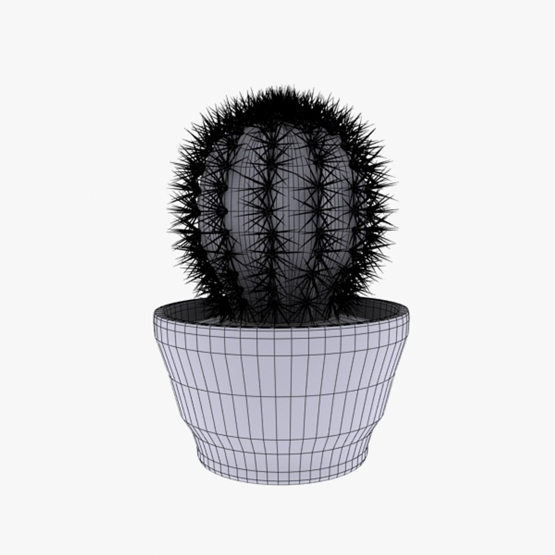 3d Model Cactus Plant