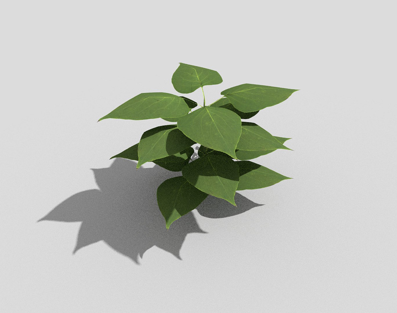 3d model plant