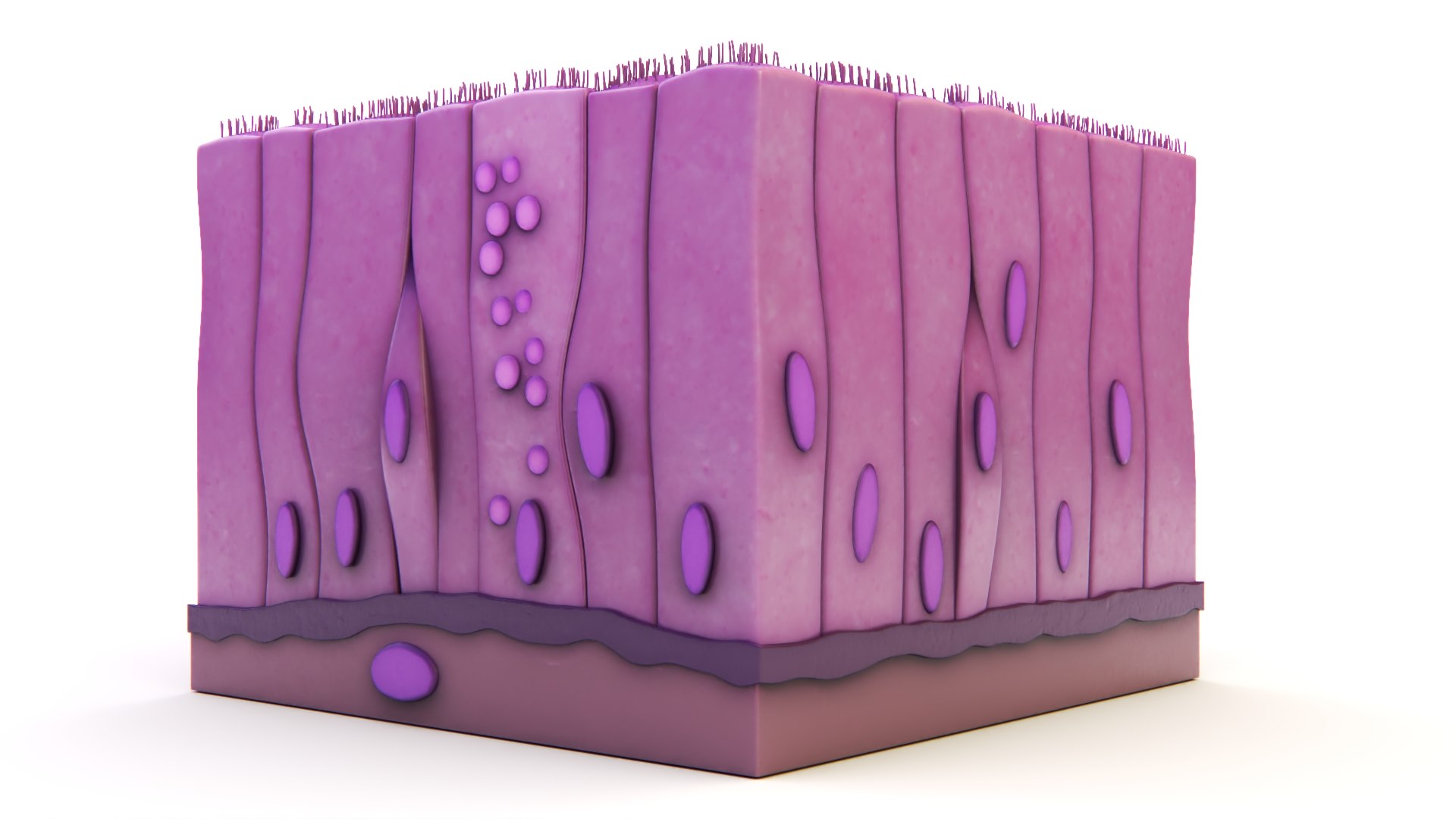 3D Model Ciliated Epithelium For 3D Print - TurboSquid 2344643