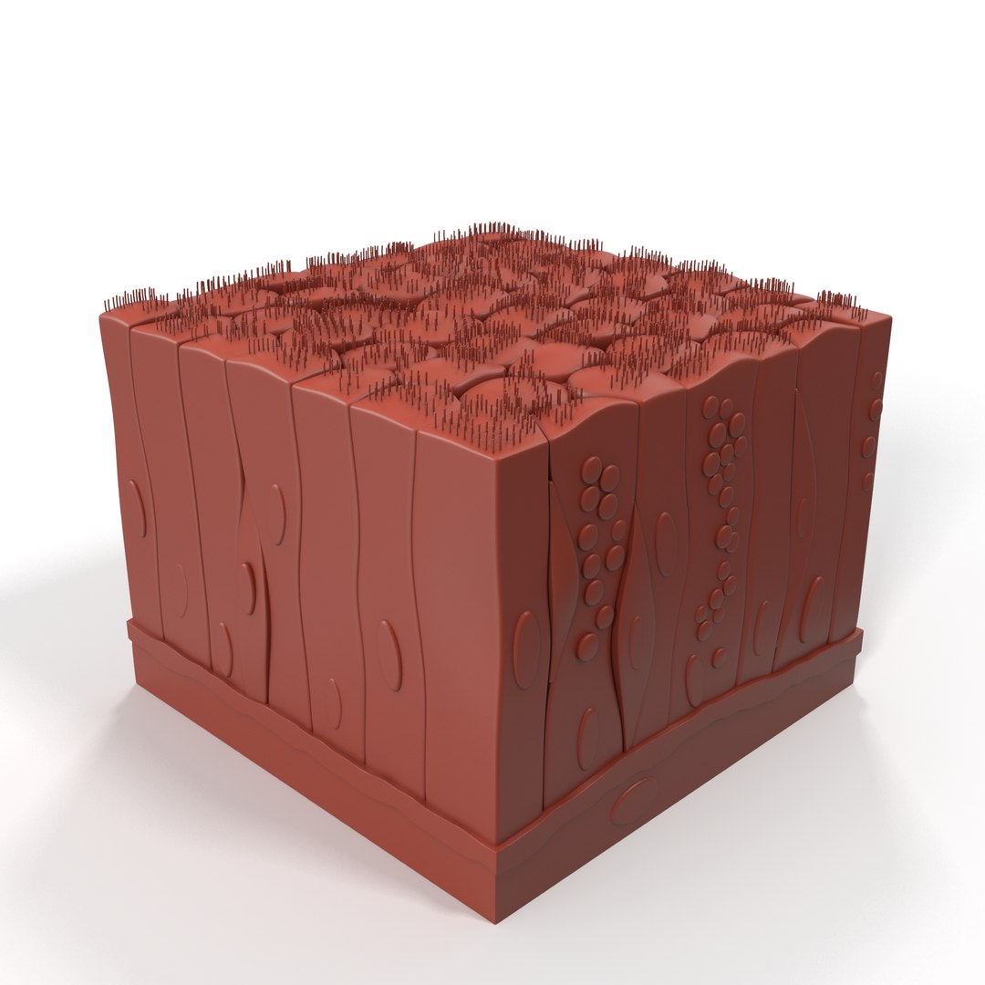 3D Model Ciliated Epithelium For 3D Print - TurboSquid 2344643