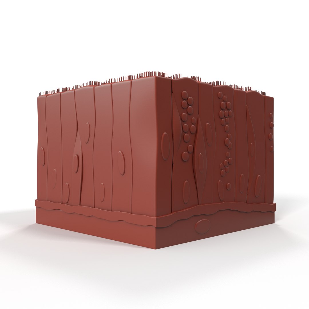 3D Model Ciliated Epithelium For 3D Print - TurboSquid 2344643