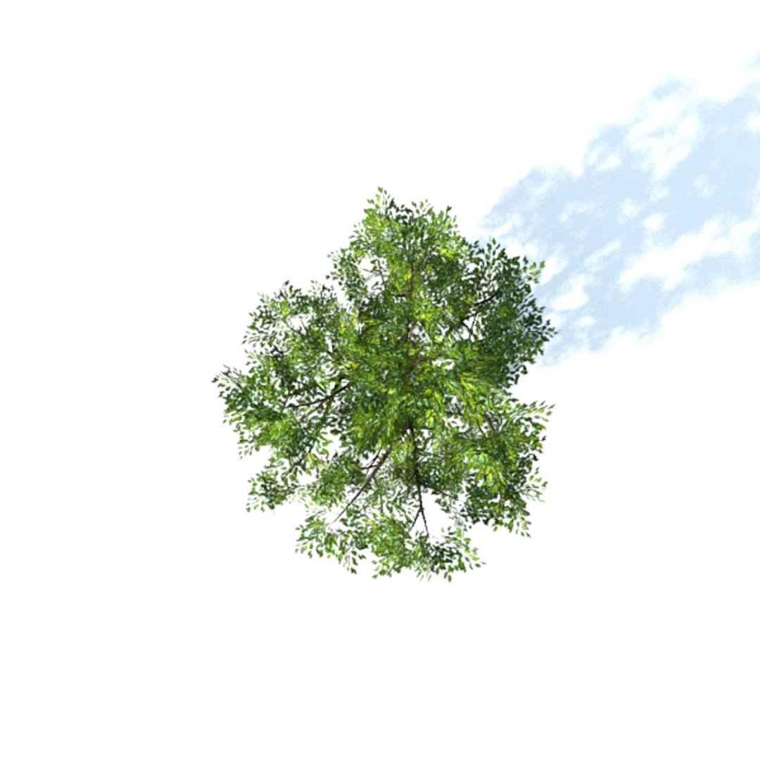 generic tree 3d obj