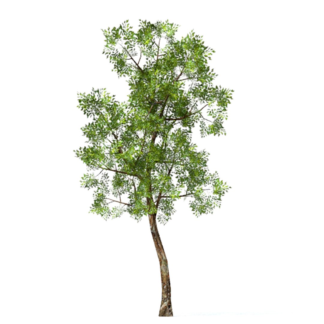 generic tree 3d obj