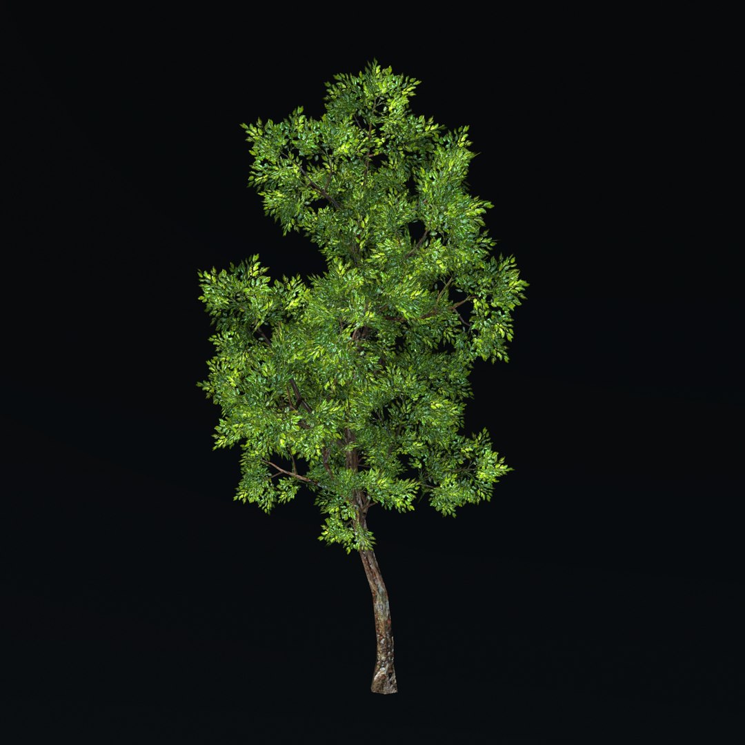 generic tree 3d obj
