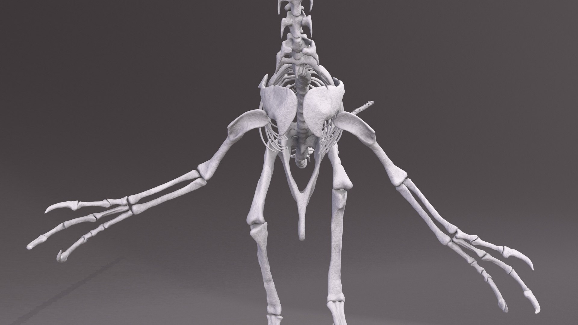 3D Model Fukuivenator Paradoxus Skeleton 3d Model - TurboSquid 2300654