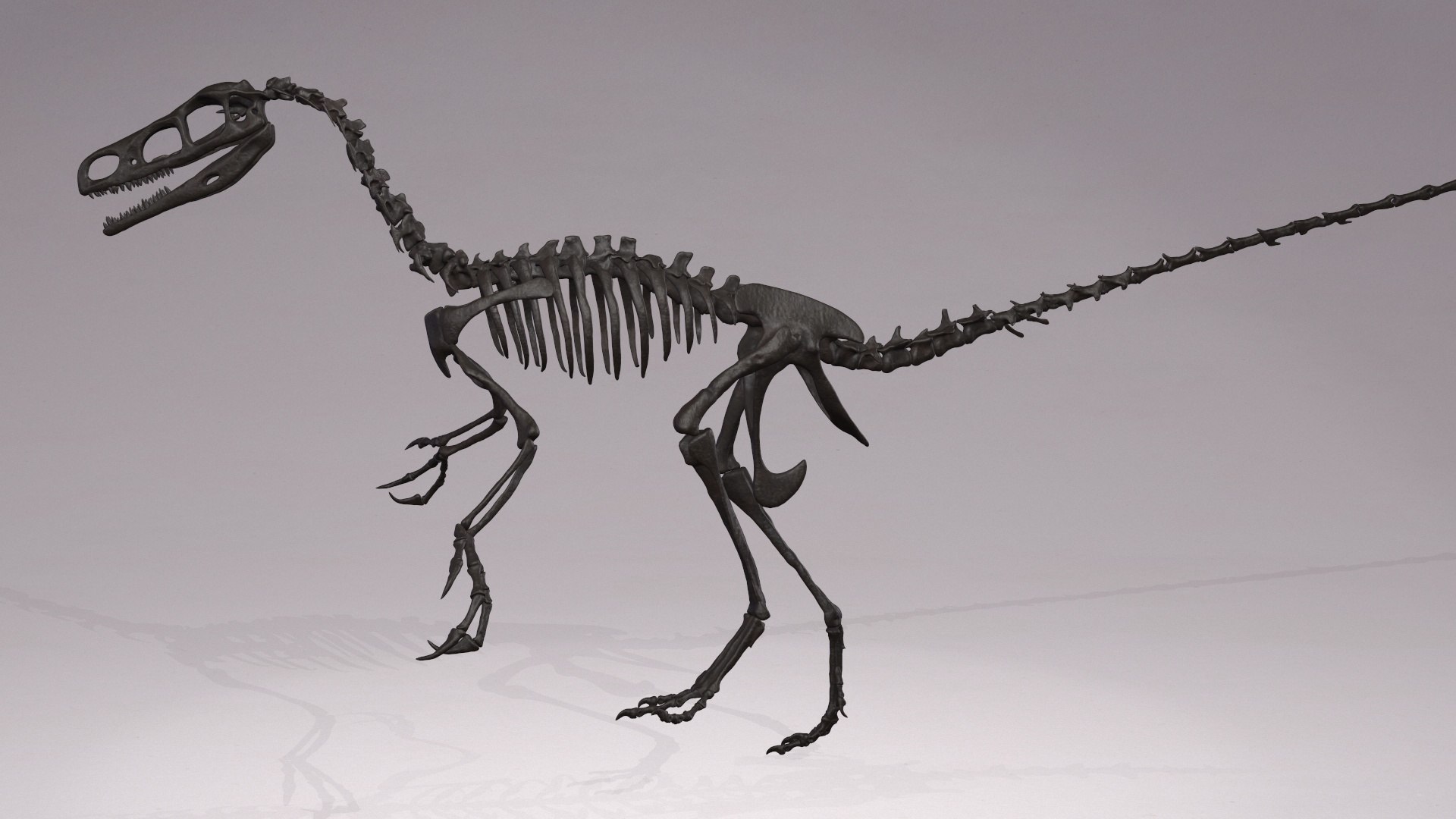3D Model Fukuivenator Paradoxus Skeleton 3d Model - TurboSquid 2300654