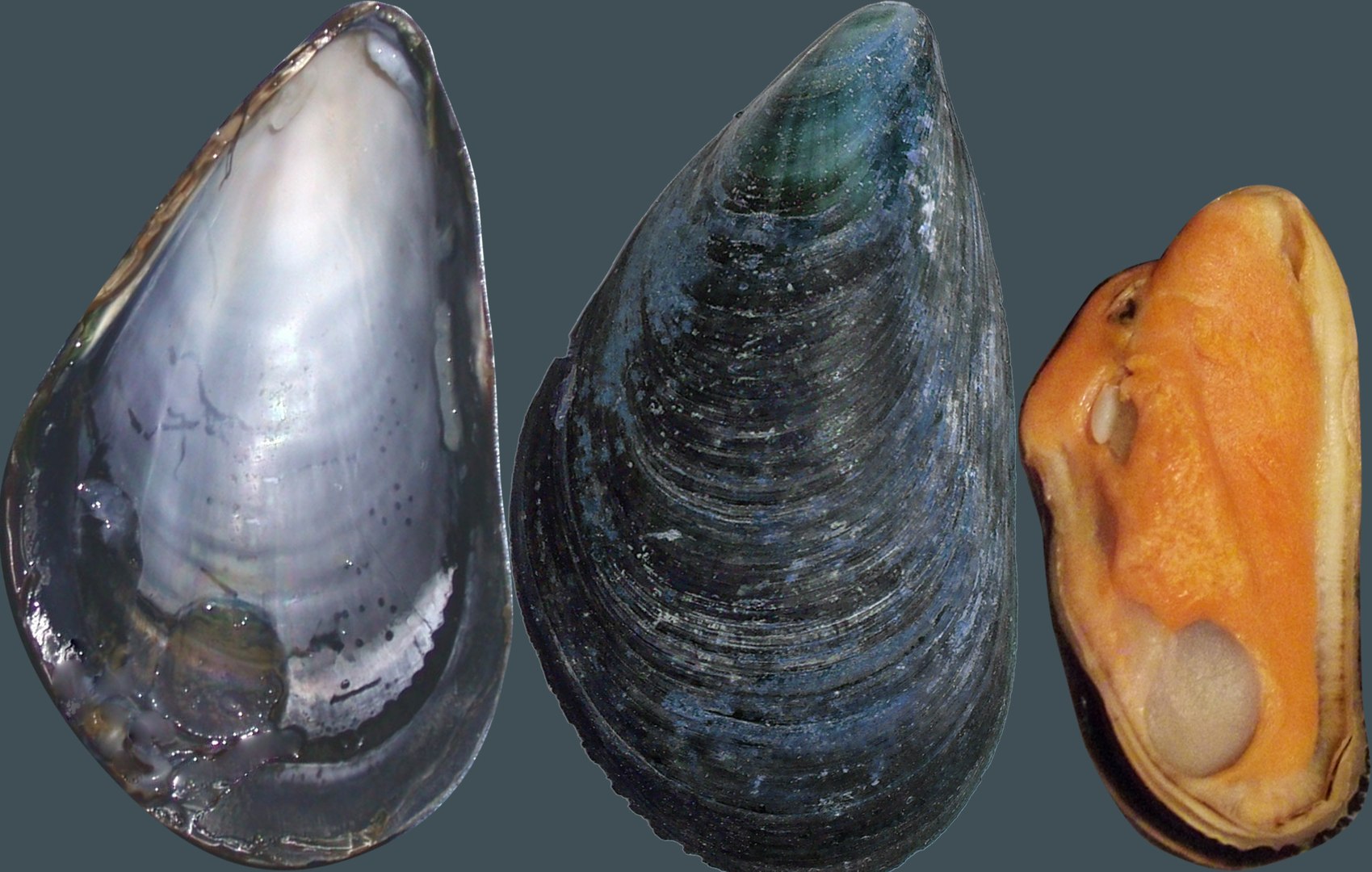 3d Model Of Glass Dish Mussel
