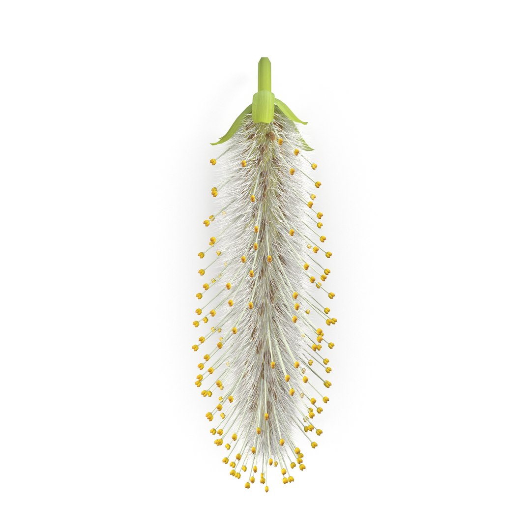 Salix Discolor V2 3D Model - TurboSquid 2215356