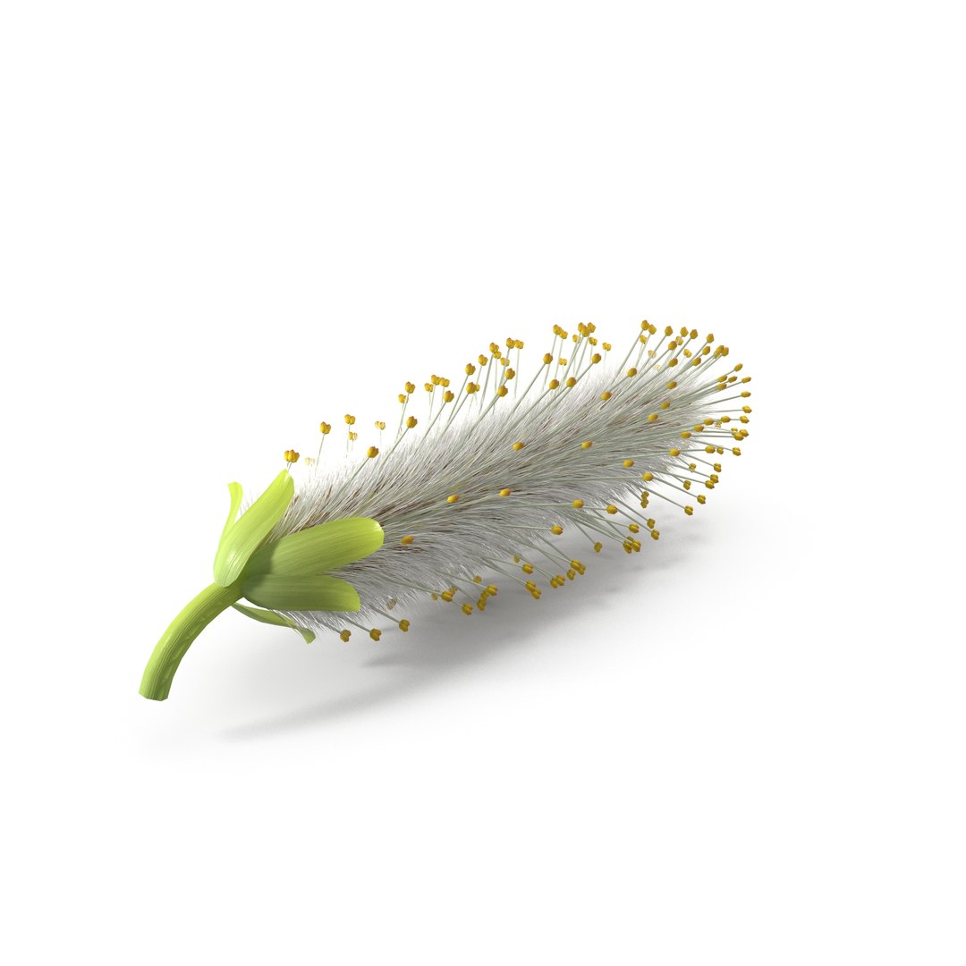 Salix Discolor V2 3D Model - TurboSquid 2215356