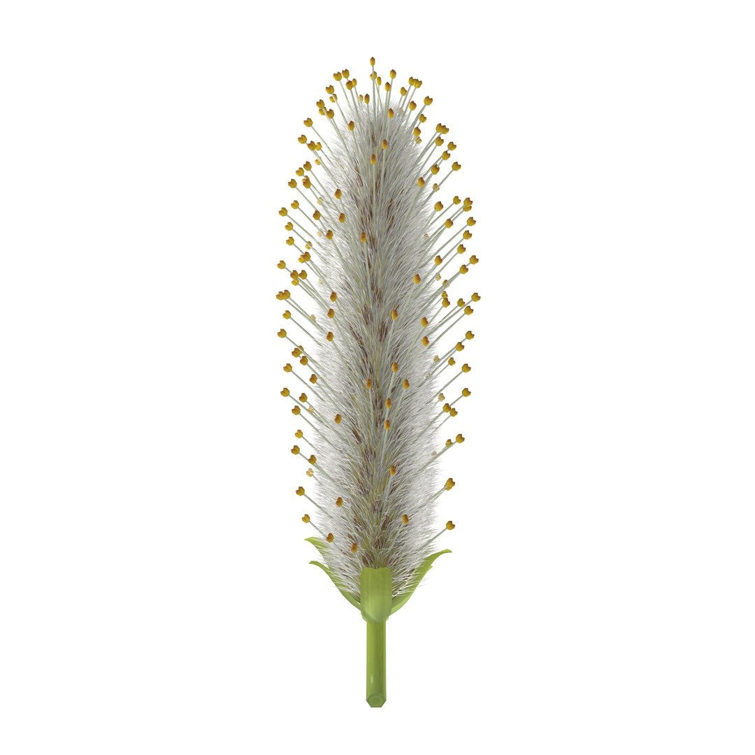 Salix Discolor V2 3D Model - TurboSquid 2215356