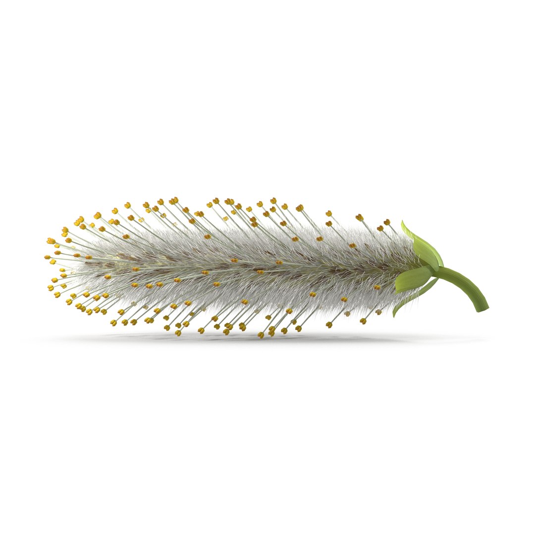 Salix Discolor V2 3D Model - TurboSquid 2215356