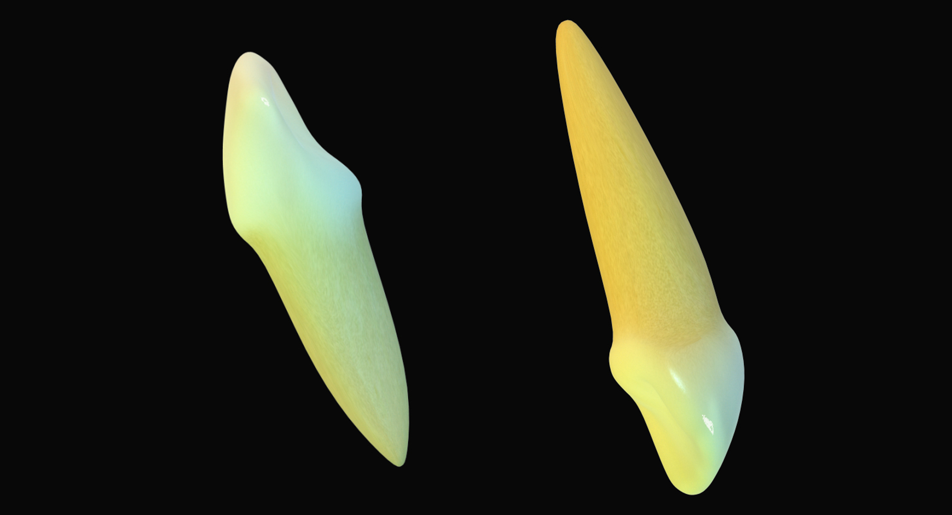 3d Model Primary Lateral Incisors
