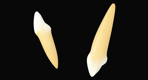 3d model primary lateral incisors