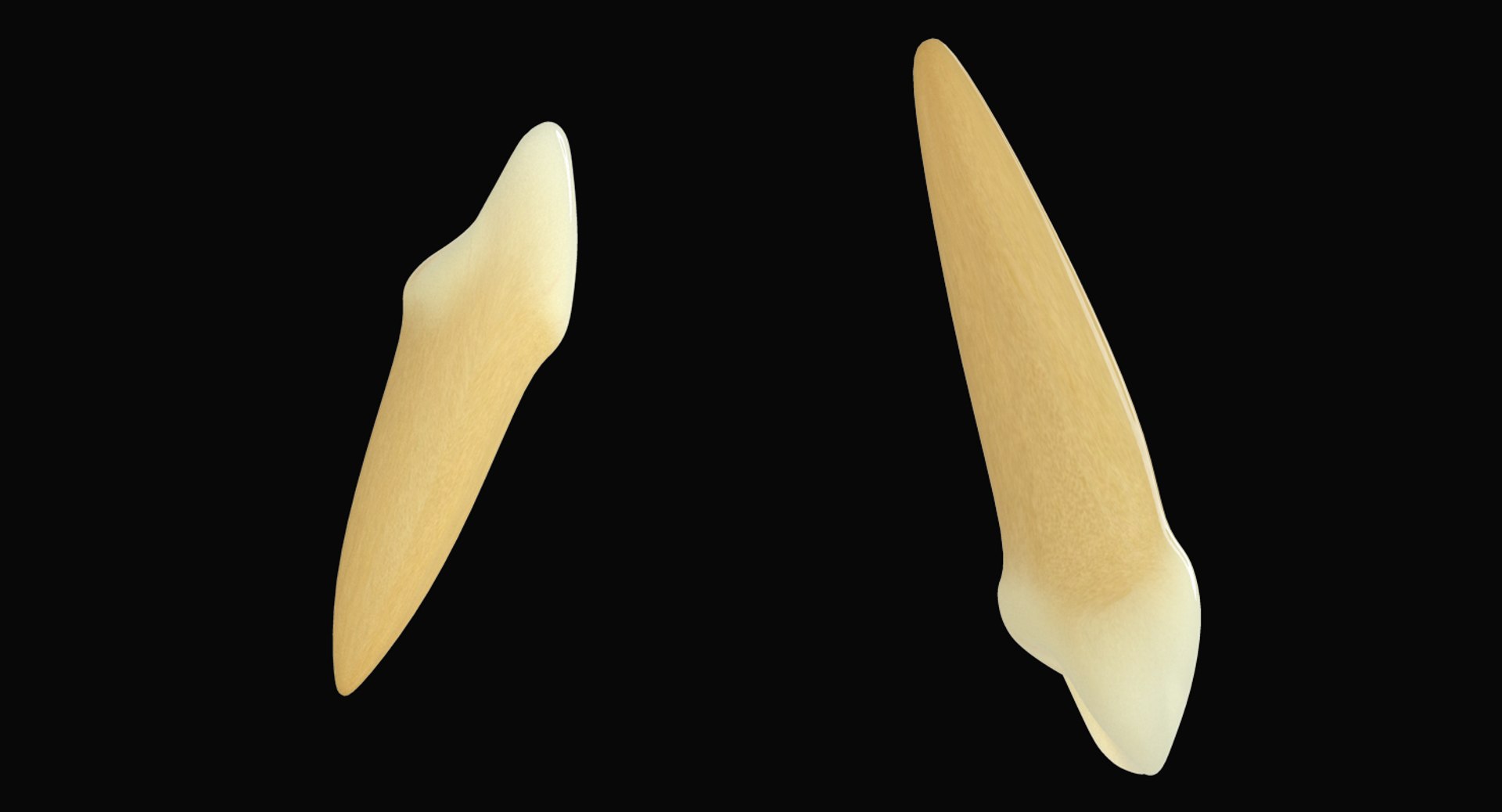 3d Model Primary Lateral Incisors