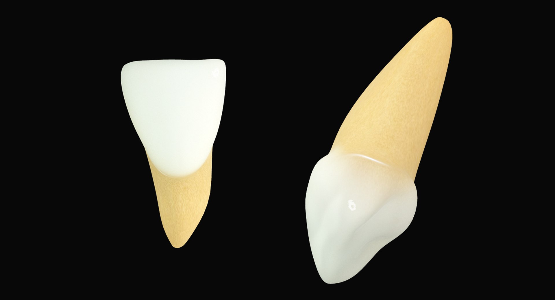3d Model Primary Lateral Incisors