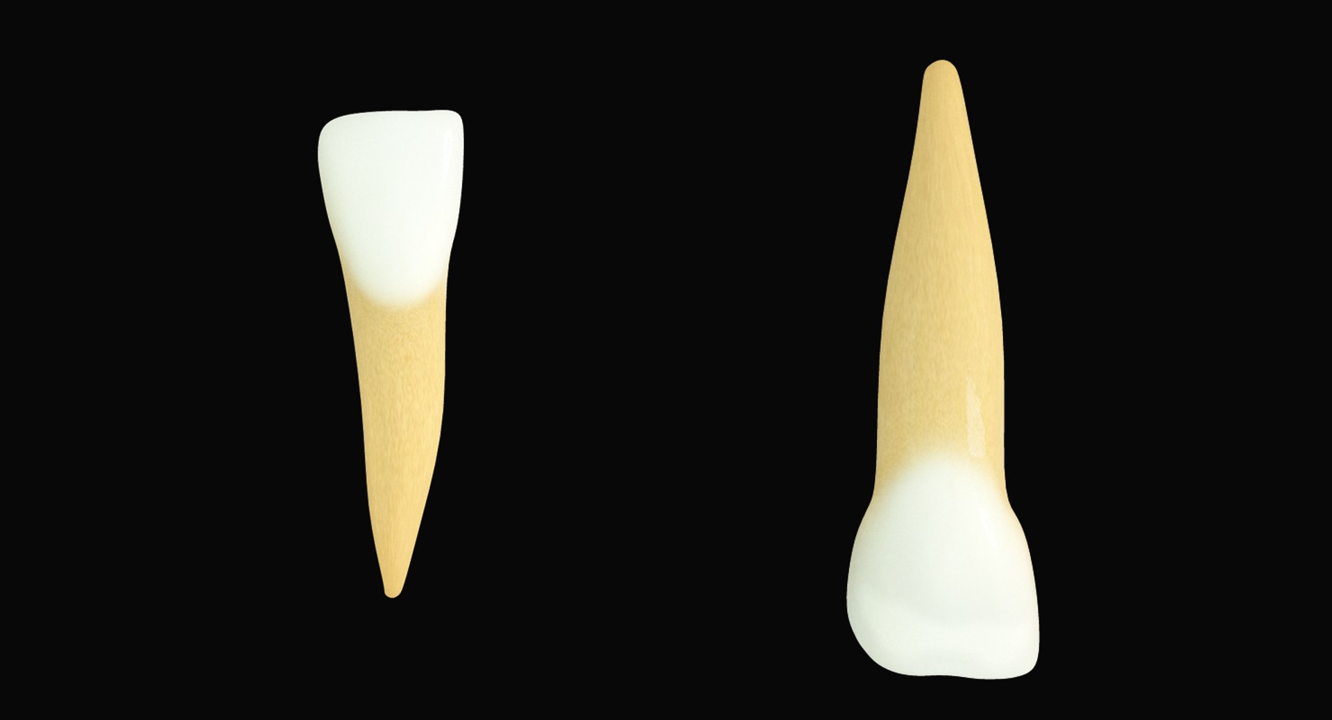 3d Model Primary Lateral Incisors