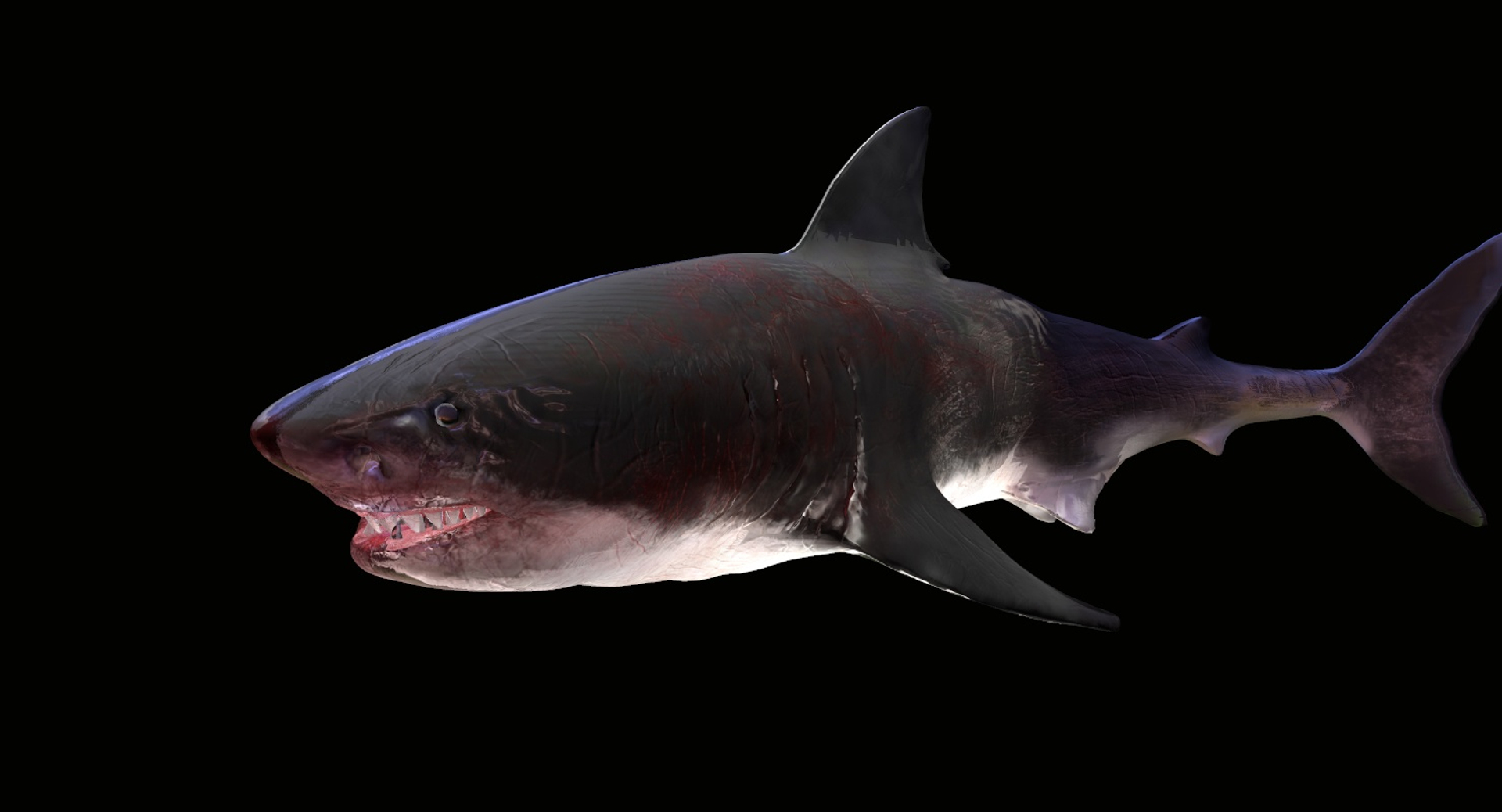 Great White Shark Animations 3D - TurboSquid 1504370
