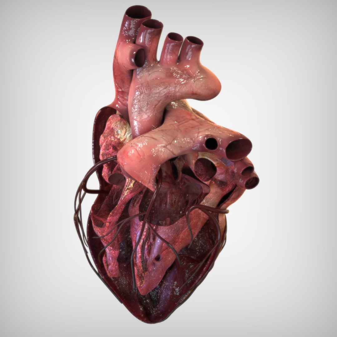 3D Anatomy Human Heart Model - TurboSquid 1519873
