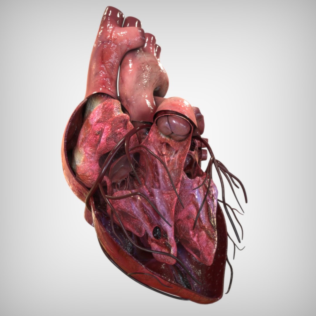 3D Anatomy Human Heart Model - TurboSquid 1519873