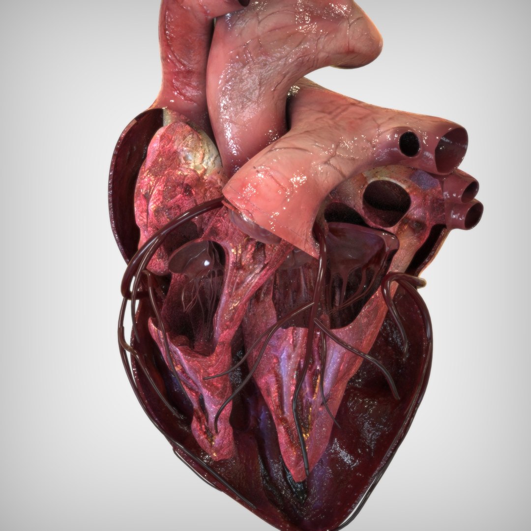 3D Anatomy Human Heart Model - TurboSquid 1519873