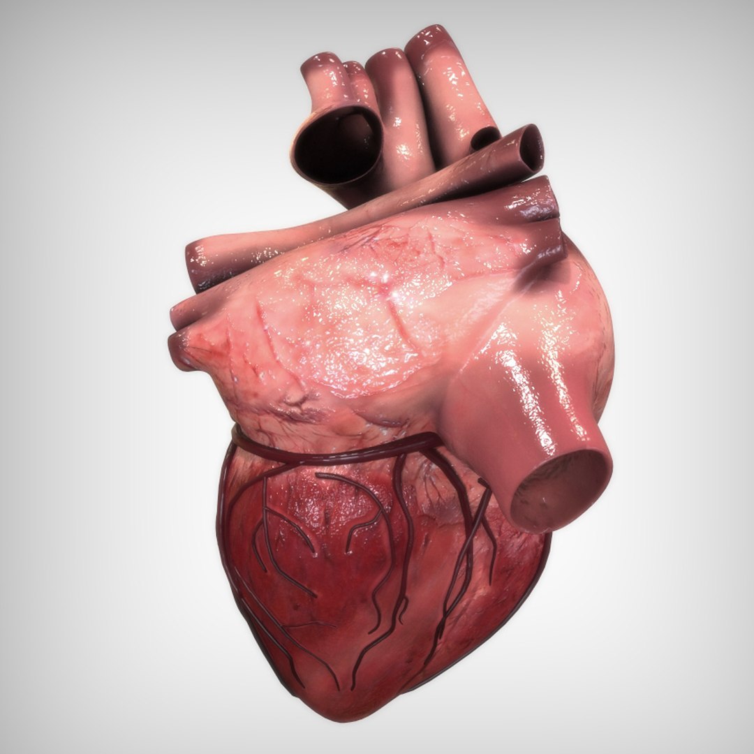3D Anatomy Human Heart Model - TurboSquid 1519873