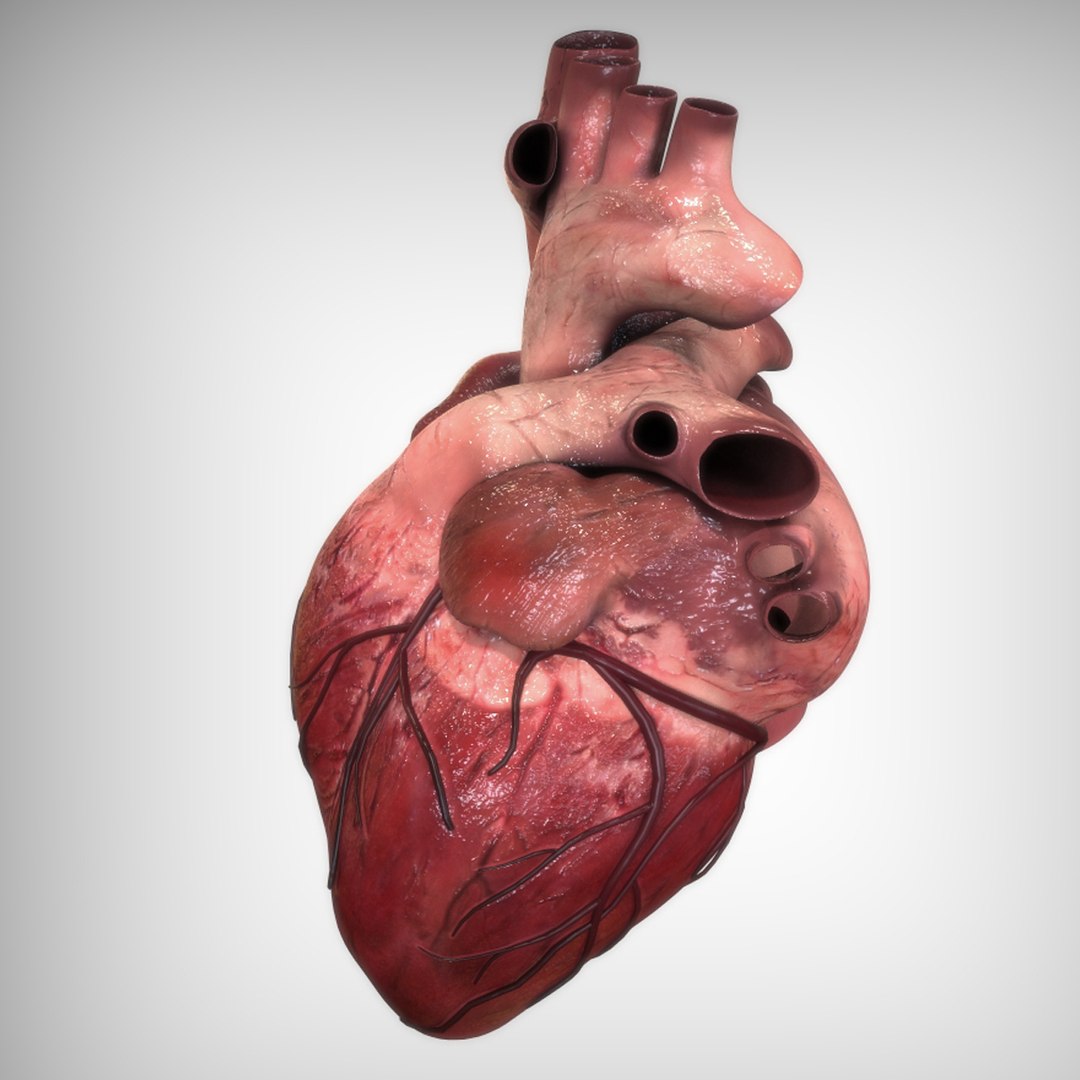 3D Anatomy Human Heart Model - TurboSquid 1519873