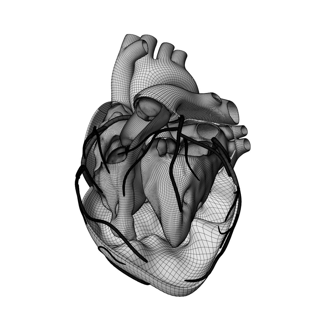 3D Anatomy Human Heart Model - TurboSquid 1519873
