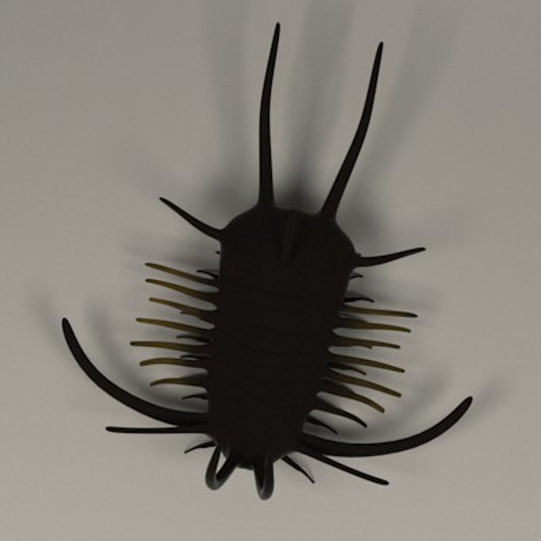 Trilobite Tri 3d Model
