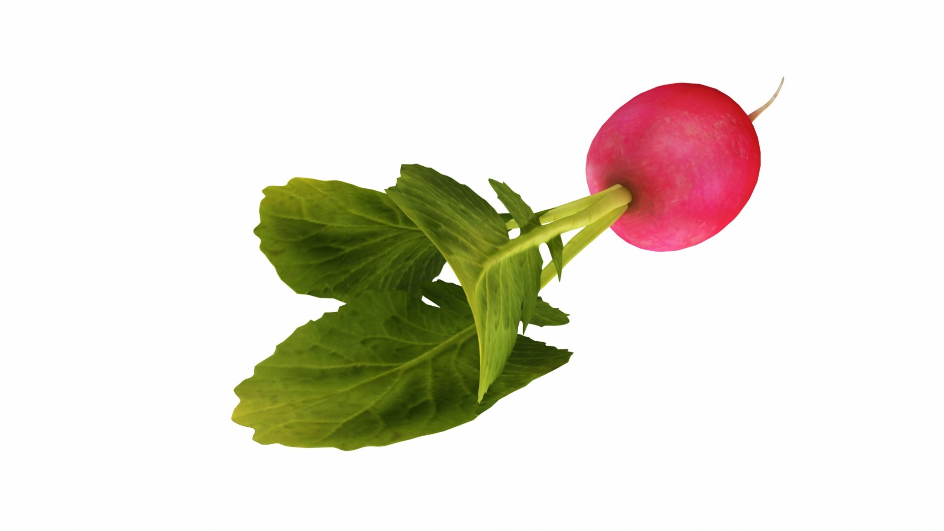 Radish Realistic Real 3D Model - TurboSquid 1553684