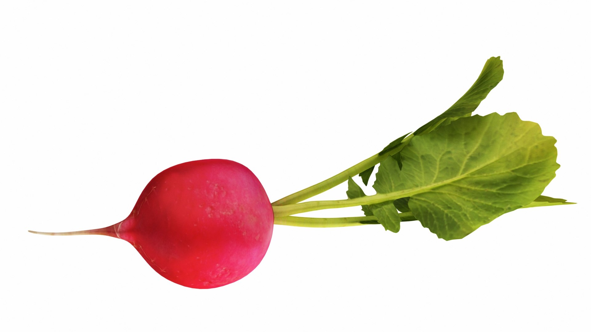 Radish Realistic Real 3D Model - TurboSquid 1553684