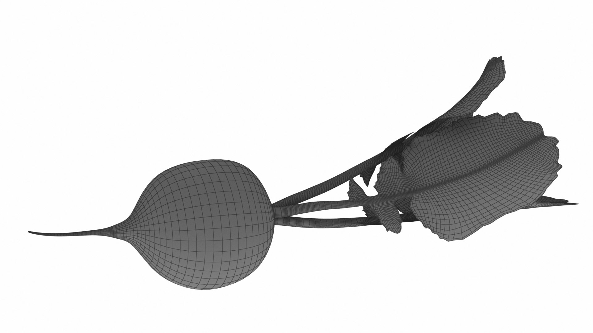 Radish Realistic Real 3D Model - TurboSquid 1553684