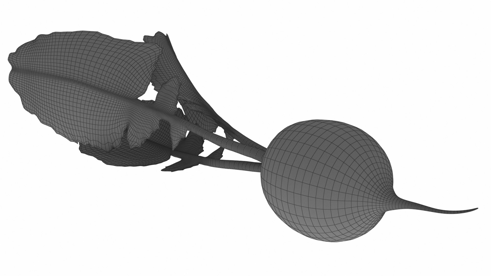 Radish Realistic Real 3D Model - TurboSquid 1553684