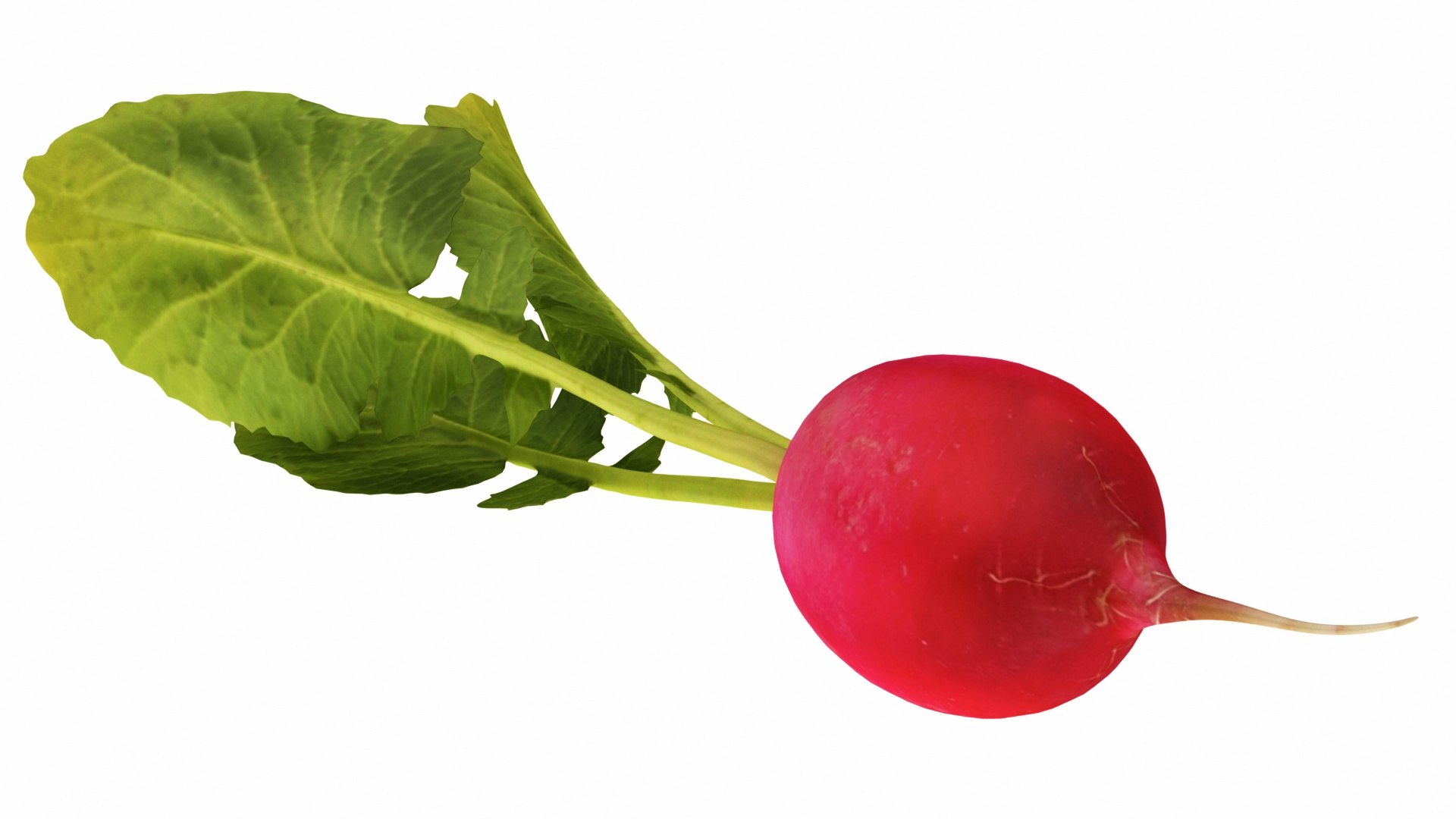 Radish Realistic Real 3D Model - TurboSquid 1553684