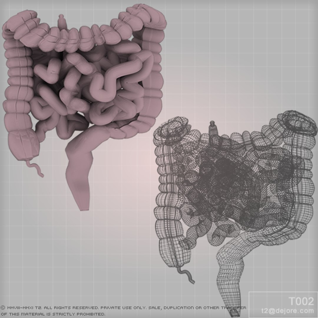 colon large intestine small 3d max