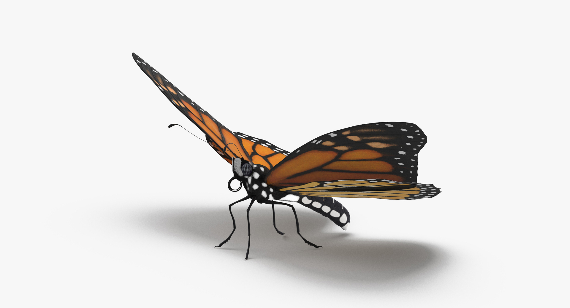 Monarch Butterfly Standing V2 Obj