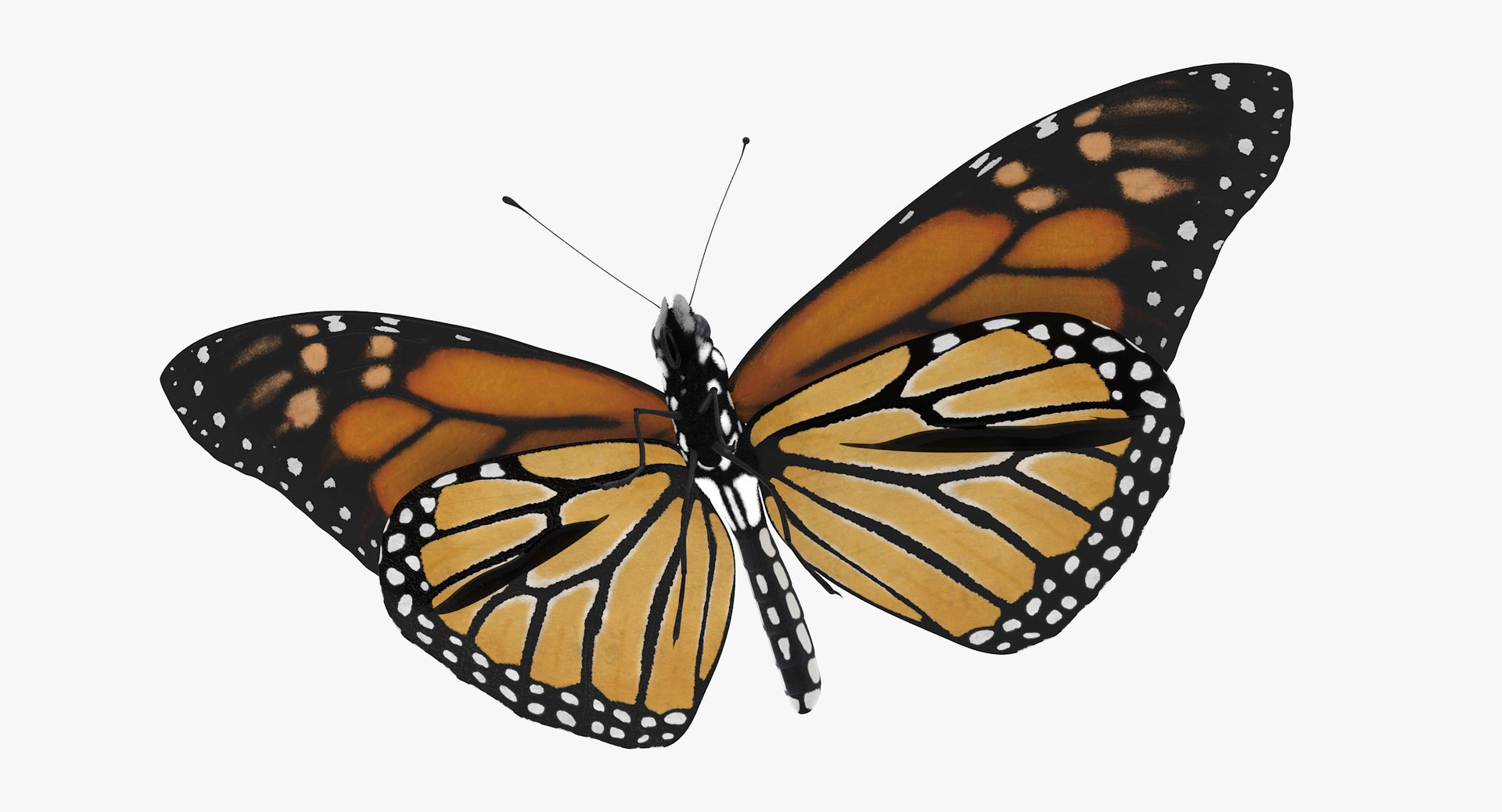 Monarch Butterfly Standing V2 Obj